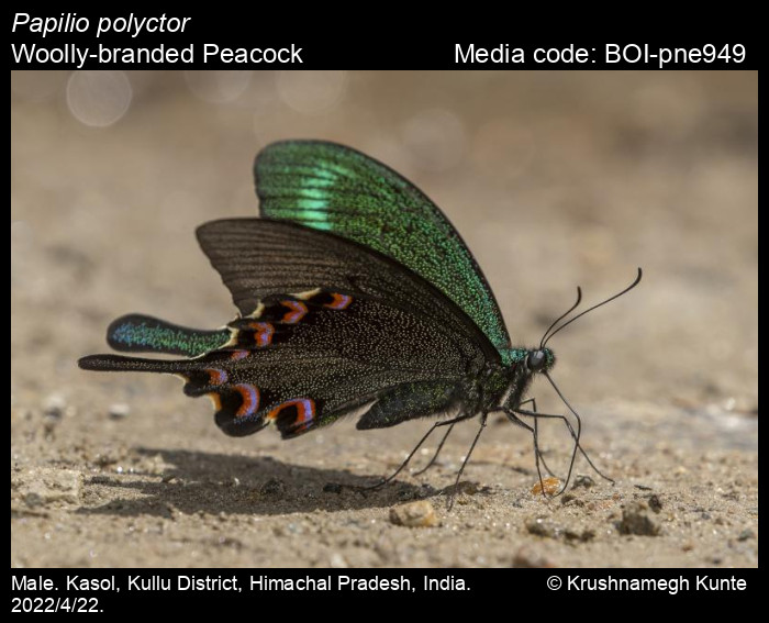 Papilio bianor polyctor (old name) Boisduval, 1836 - Woolly-branded Peacock | Butterfly